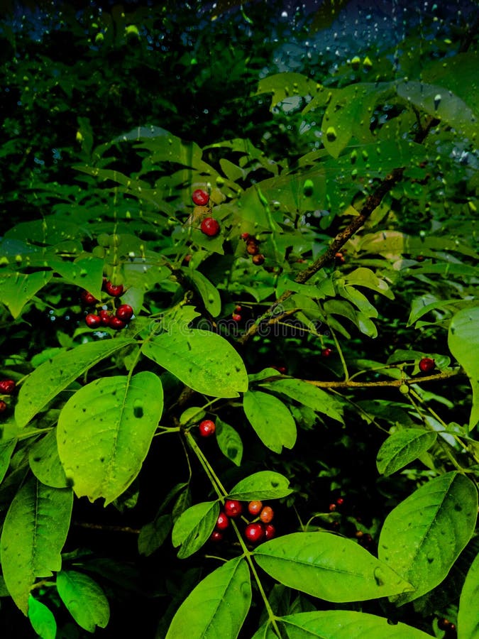 Wild tree stock image. Image of wild, leaf, beautiful - 163486649