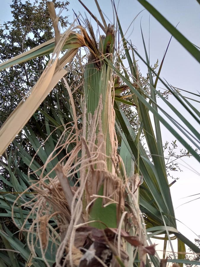 The wild tree grow stock image. Image of jungle, grow - 233330149