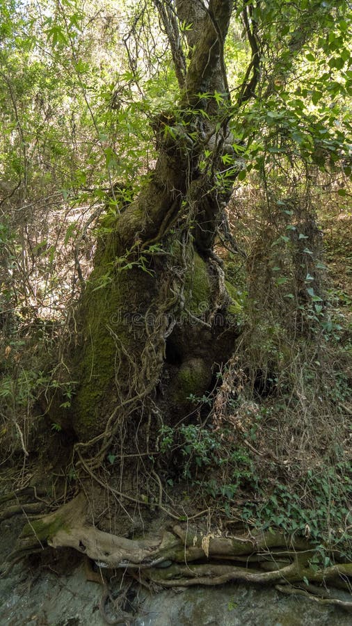 Mathematic Tree Stock Photos - Free & Royalty-Free Stock Photos from ...