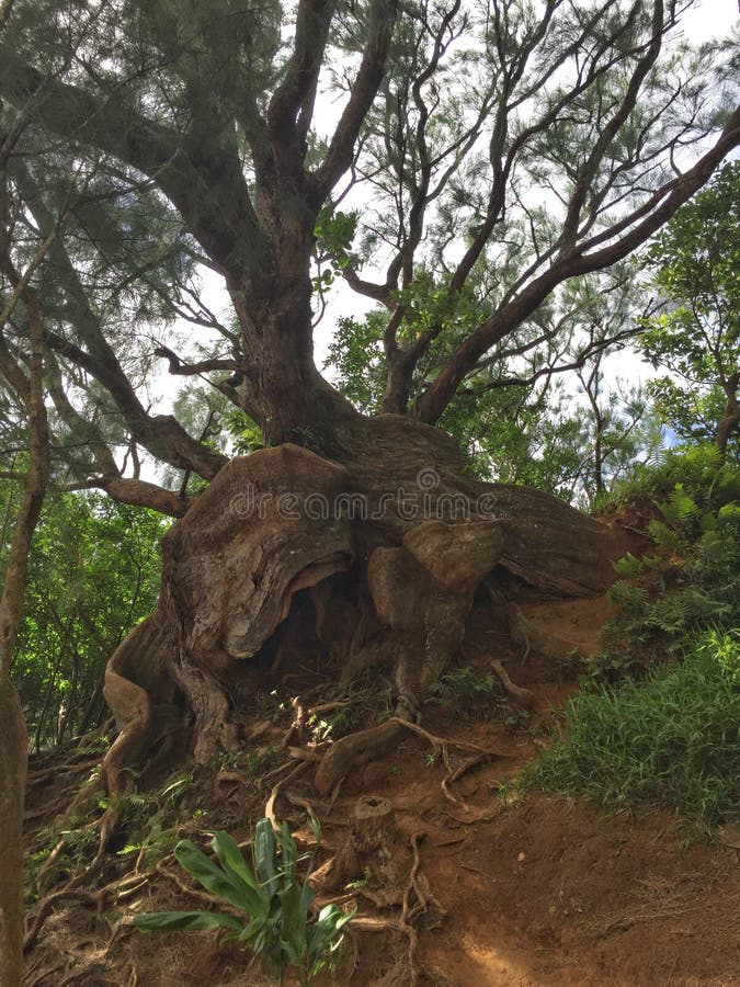 Wild tree growth stock image. Image of lookout, tree - 97617073