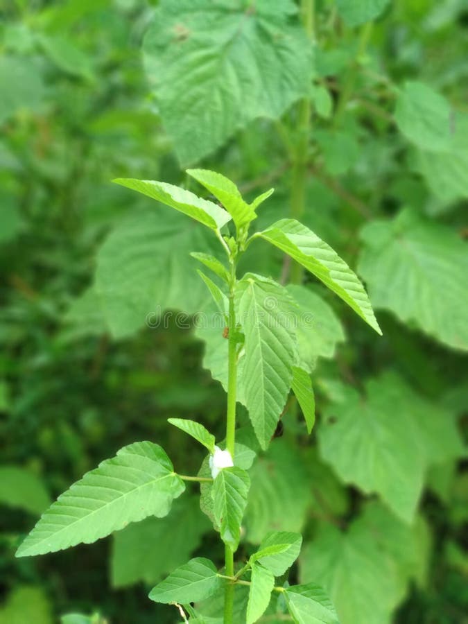 Wild tree leaf stock photo. Image of garden, deciduous - 247165500