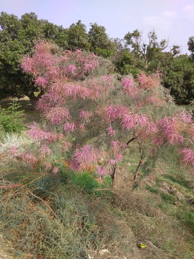 A wild tree stock photo. Image of flowers, wild, tree - 123865298