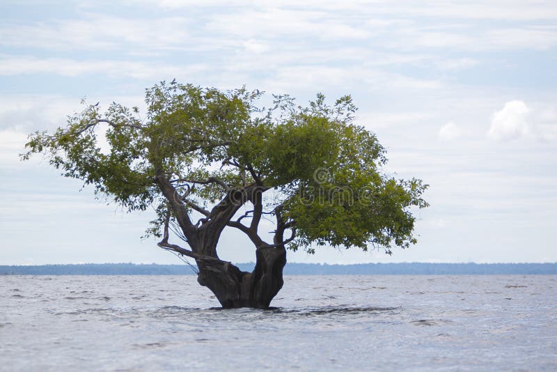 Wild Tree and Sand Beach on the Amazon River in Manaus, Brazil Stock ...