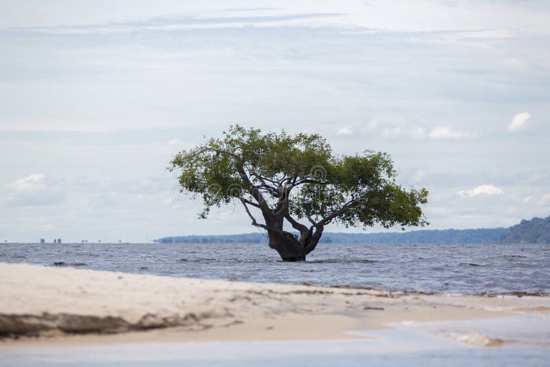 Wild Tree Standing on the Amazon River in Manaus, Brazil Stock Photo ...