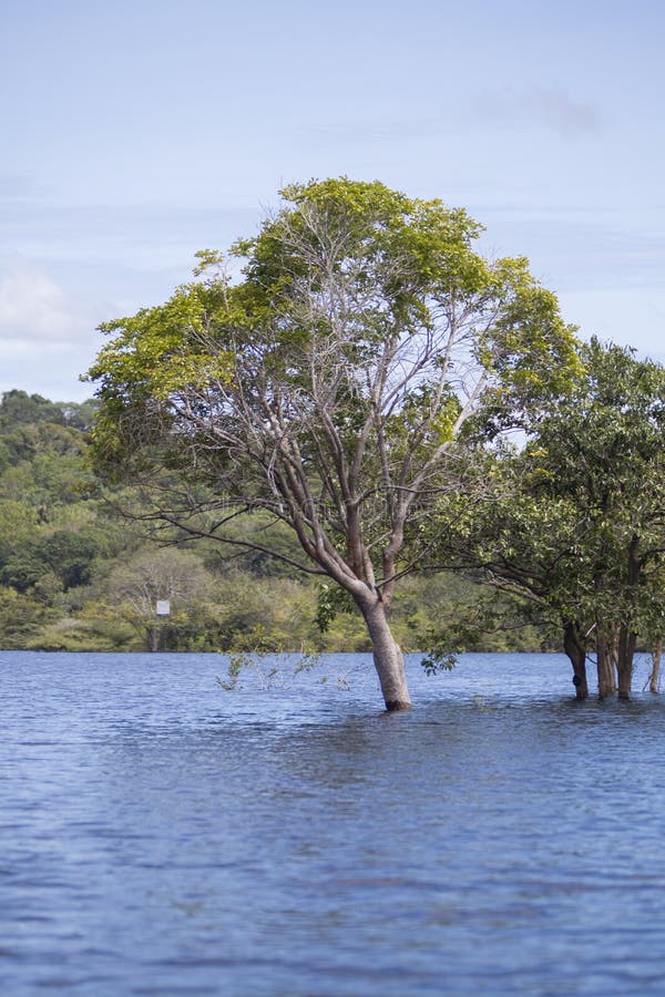 Wild Tree Standing on the Amazon River in Manaus, Brazil Stock Image ...