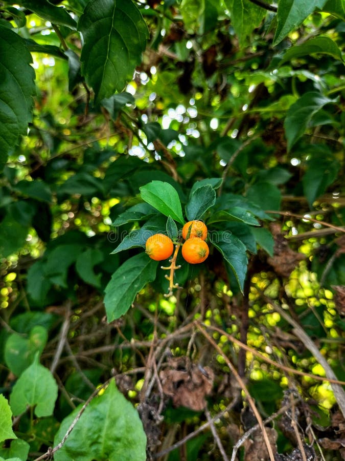 Wild Tree with Unique Orange Fruit Thrives in the Garden Stock Photo ...