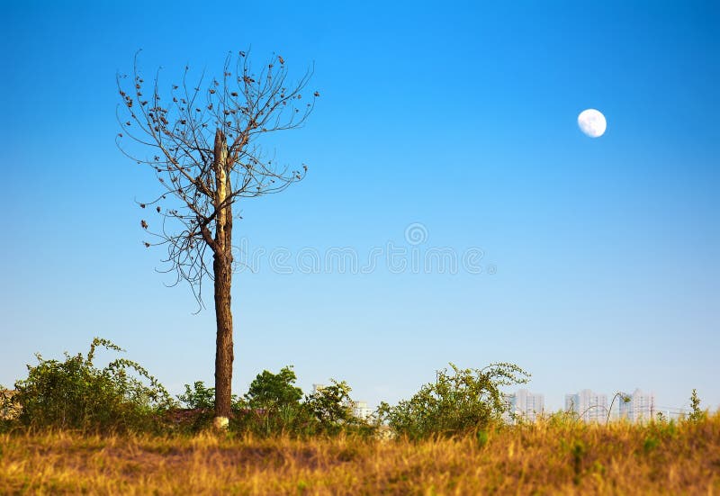 Wild trees stock image. Image of tree, lawn, fall, yellow - 16390467