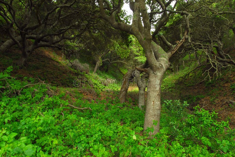 Wild Trees Picture. Image: 5838210