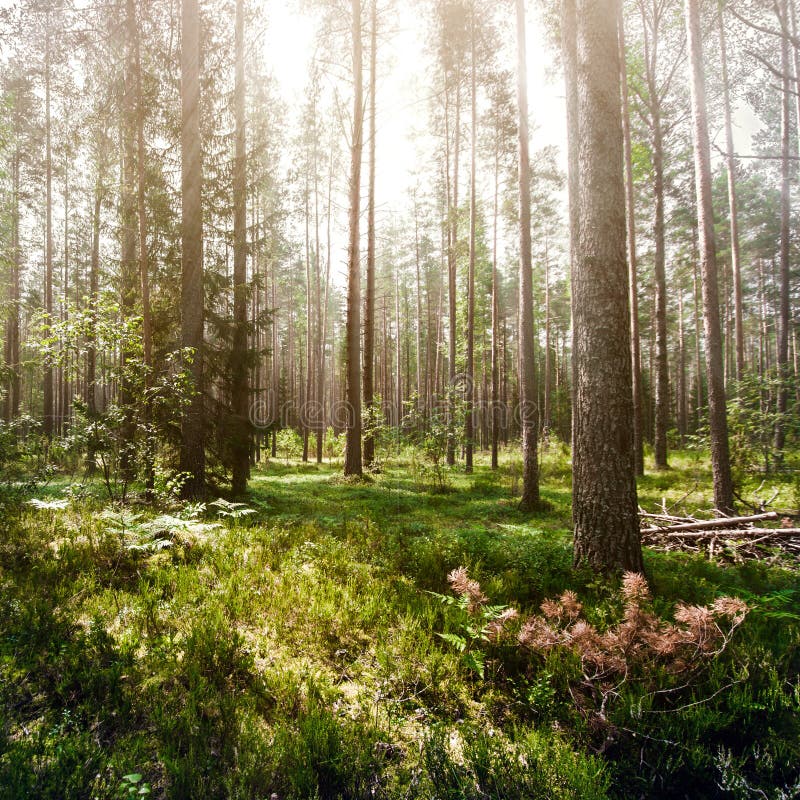 Wild trees in forest stock image. Image of summer, trees - 99672079