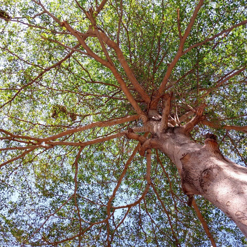 Wild Trees Grow Lush with Green Leaves, Lots of Branches Stock Photo ...