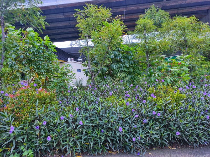 Wild Trees Growing on the Side of the Highway Stock Photo - Image of ...