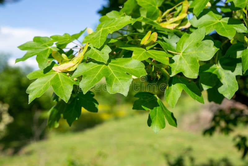 Wild Trees Maple Hilly Woods Europe Stock Photo - Image of hardwoods ...