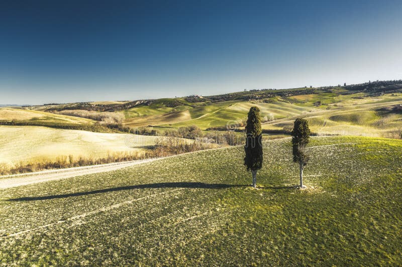 Wild Trees in the Middle of Beautiful Fields Stock Photo - Image of ...