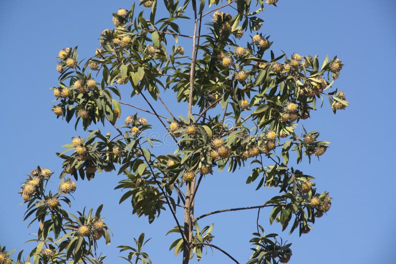 Wild Trees, Pune, Maharashtra, India, Asia Stock Image - Image of leaf ...