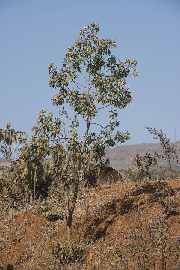 Wild Trees, Pune, Maharashtra, India, Asia Stock Photo - Image of place ...