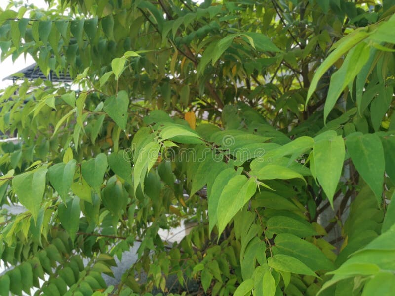 Wild Trema Orientalis Tree Growing My the Roadside. Stock Photo - Image ...