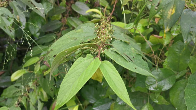 Wild Trema Orientalis Tree Plant in the Forest Stock Video - Video of ...