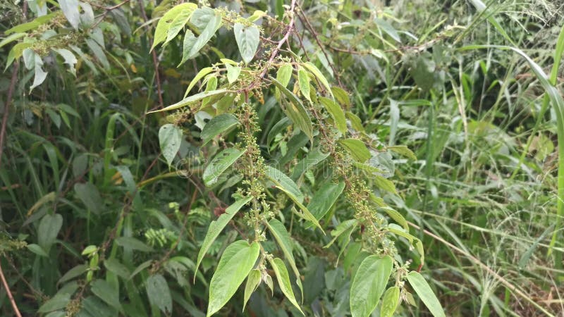 Wild Trema Orientalis Tree Plant in the Forest Stock Footage - Video of ...
