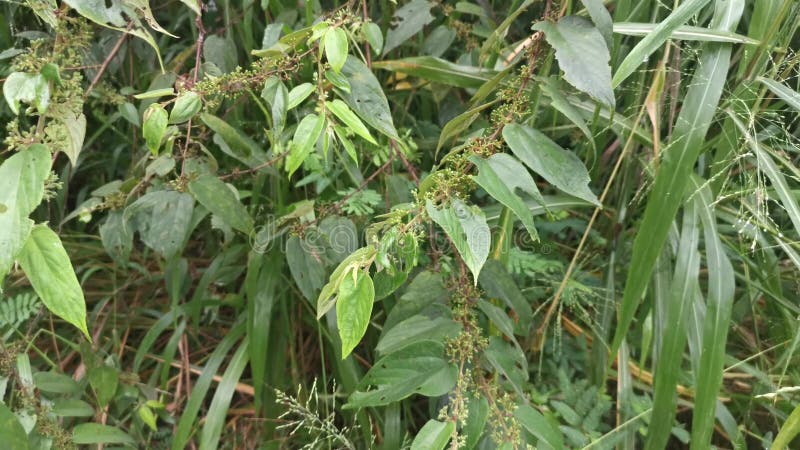 Wild Trema Orientalis Tree Plant in the Forest Stock Footage - Video of ...