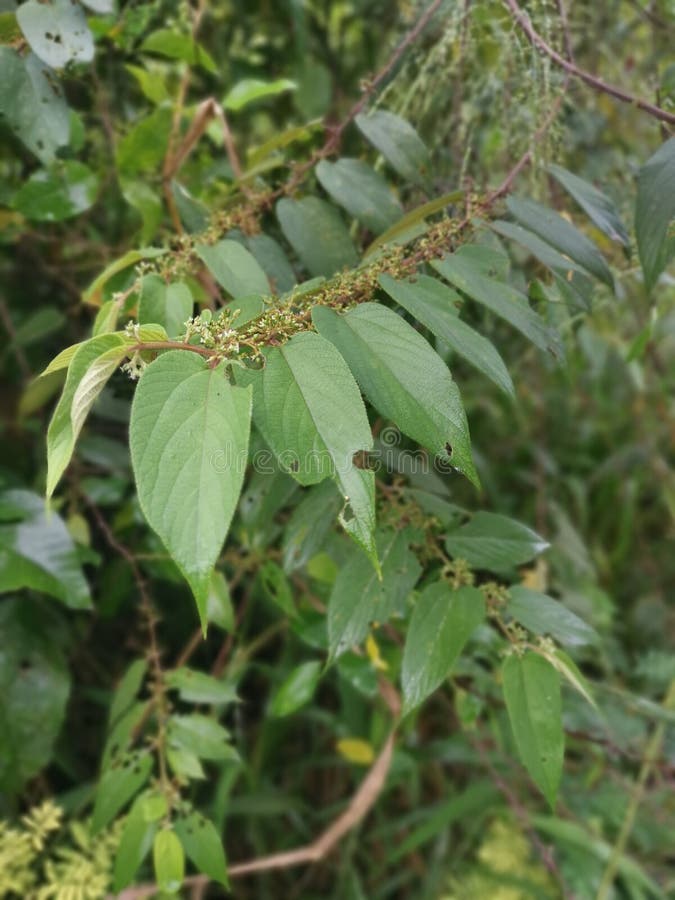 Wild Trema Orientalis Tree Plant in the Forest Stock Photo - Image of ...