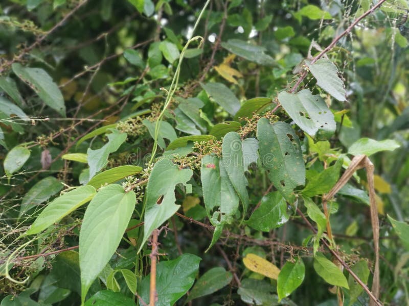Wild Trema Orientalis Tree Plant in the Forest Stock Image - Image of ...
