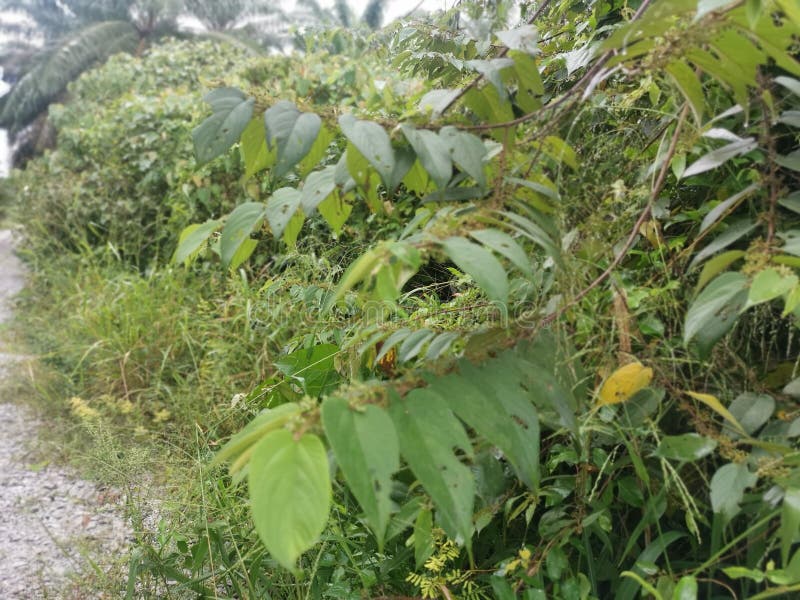 Wild Trema Orientalis Tree Plant in the Forest Stock Image - Image of ...