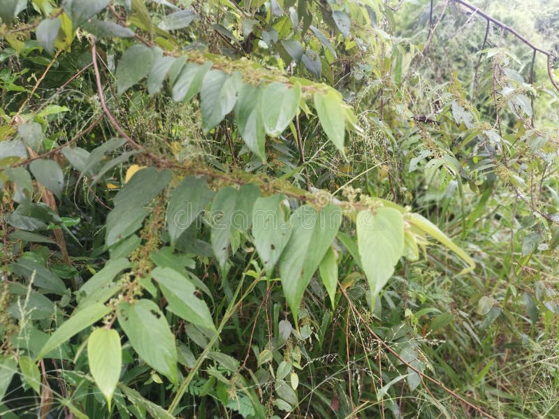 Wild Trema Orientalis Tree Plant in the Forest Stock Photo - Image of ...