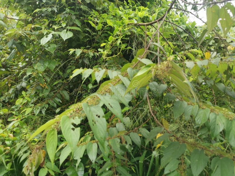 Wild Trema Orientalis Tree Plant in the Forest Stock Photo - Image of ...