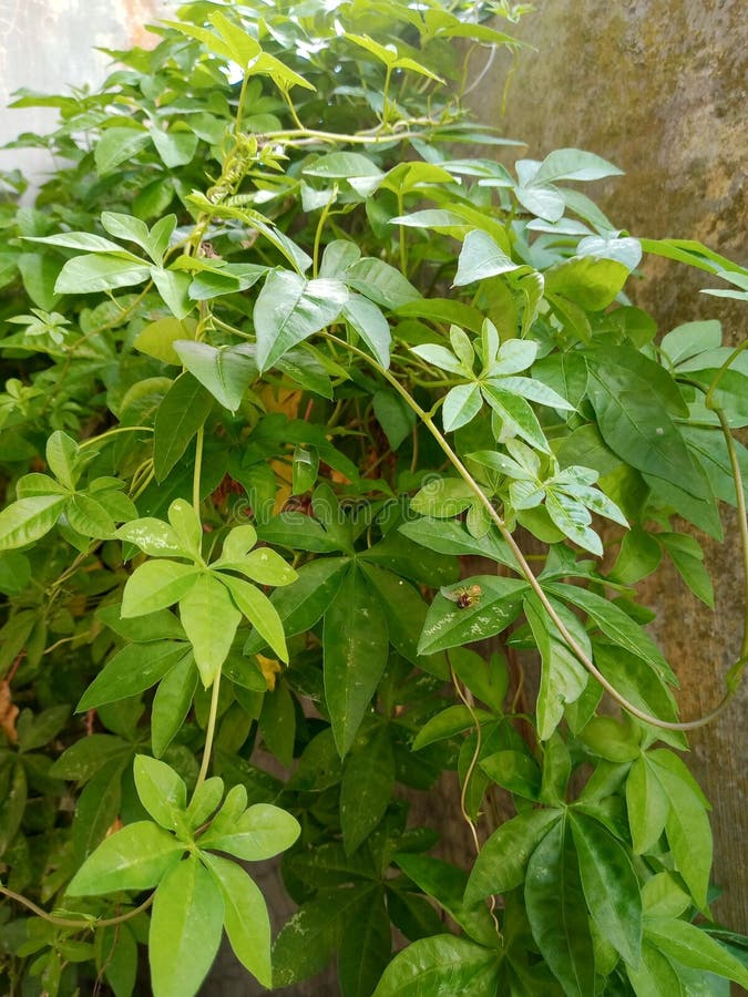 Wild Tropical Creeper with Vibrant Green Foliage Stock Image - Image of ...