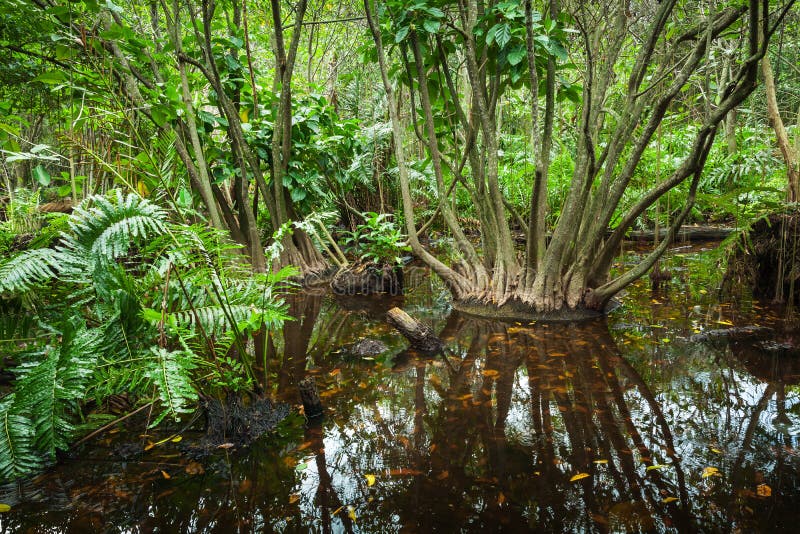 Wild Tropical Forest Landscape with Mangrove Trees Stock Image - Image ...