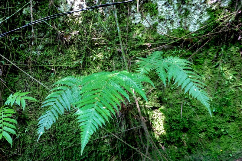 Wild Green Plants in the Middle of the Forest. Stock Image - Image of ...