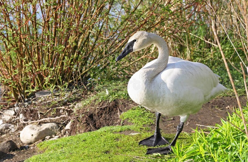 Wild Trumpeter Swan Standing in Natural Habitat Stock Image - Image of ...