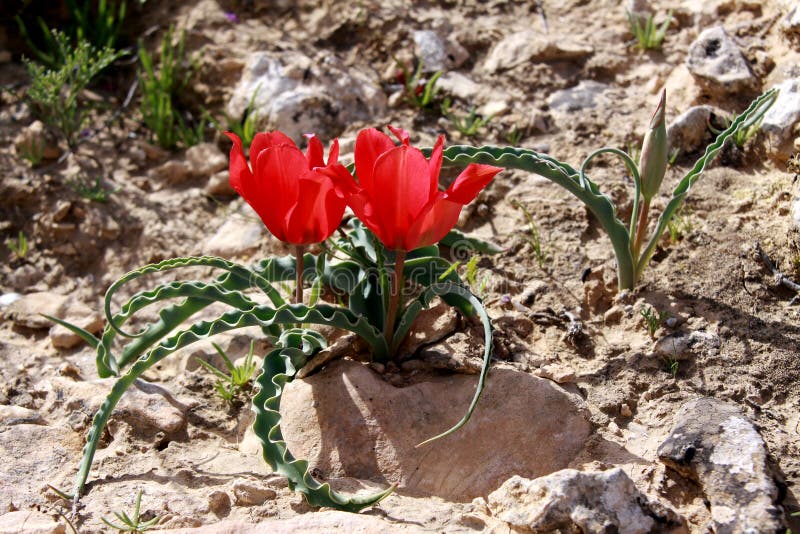 Wild tulips in the desert stock image. Image of blossom - 85307499