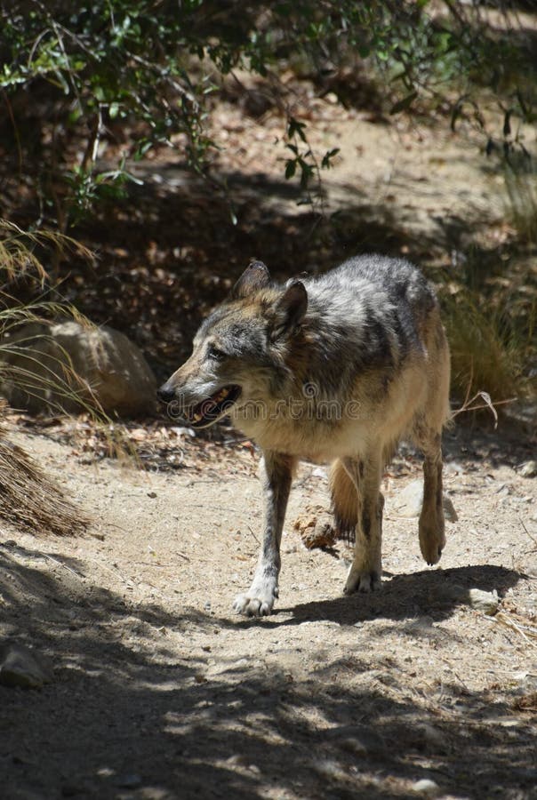 Wild Tundra Wolf Strutting Along on a Spring Day Stock Image - Image of ...