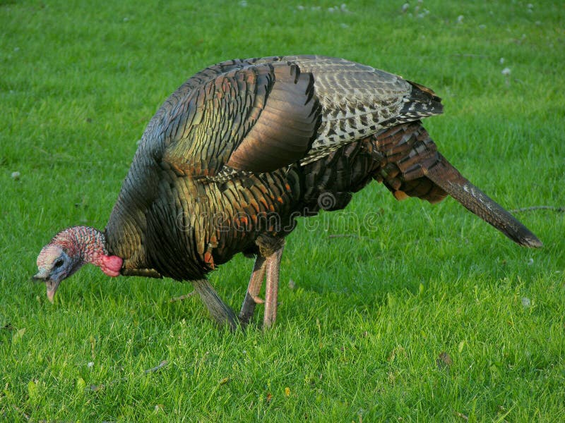 Wild Turkey 1 stock photo. Image of wild, pecking, drake - 127634