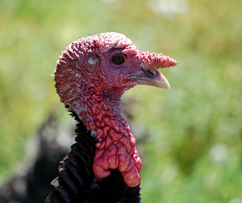 668 Ugly Turkey Stock Photos - Free & Royalty-Free Stock Photos from ...