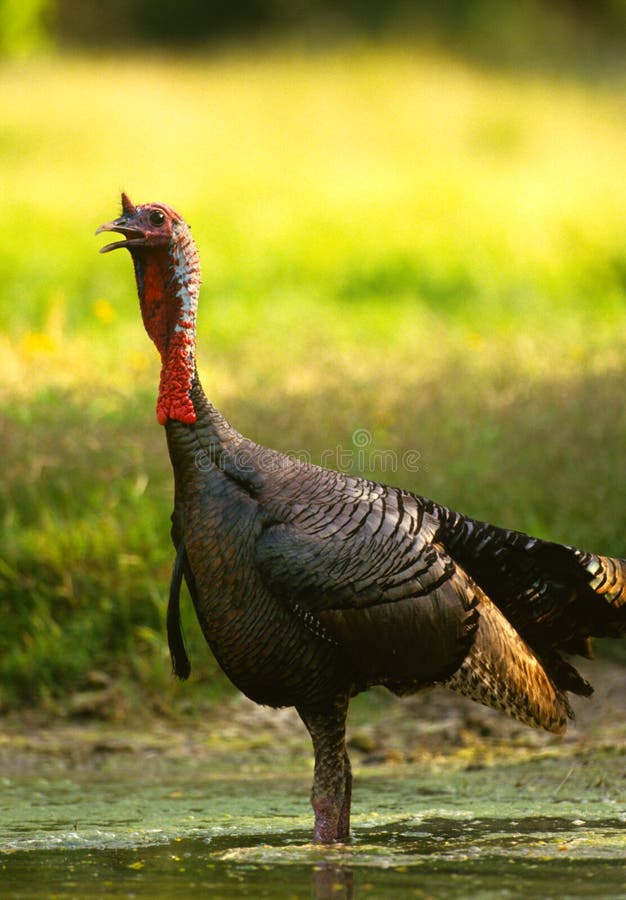 Wild Turkey Head Closeup stock photo. Image of eastern - 33579318