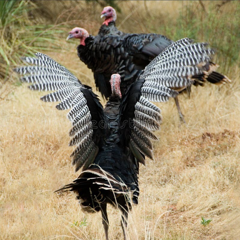 Wild turkey stock photo. Image of turkey, feather, gallopavo - 1524530