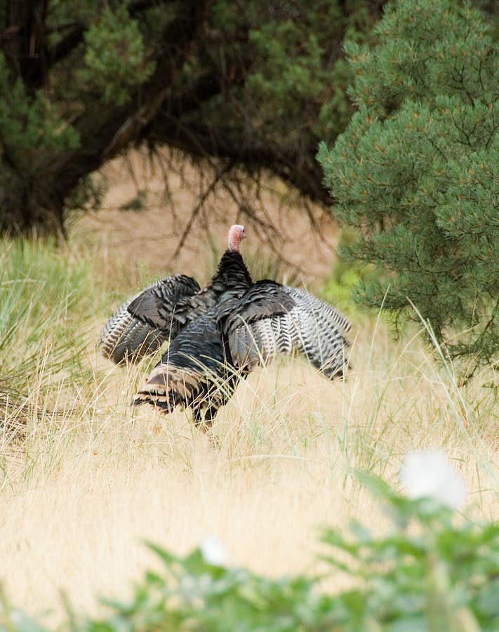 Wild turkey stock photo. Image of bird, forest, gallopavo - 1524532