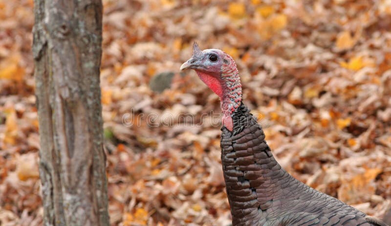 Turkey Neck stock photo. Image of poultry, farm, thanksgiving - 1643770