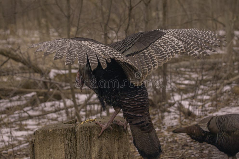 Wild Turkey with Wings Fanned Out Stock Photo - Image of meleagris ...