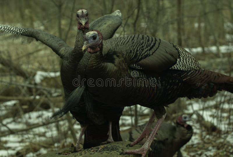 Wild Turkey on a Wood Stump Stock Image - Image of bird, brown: 174992061