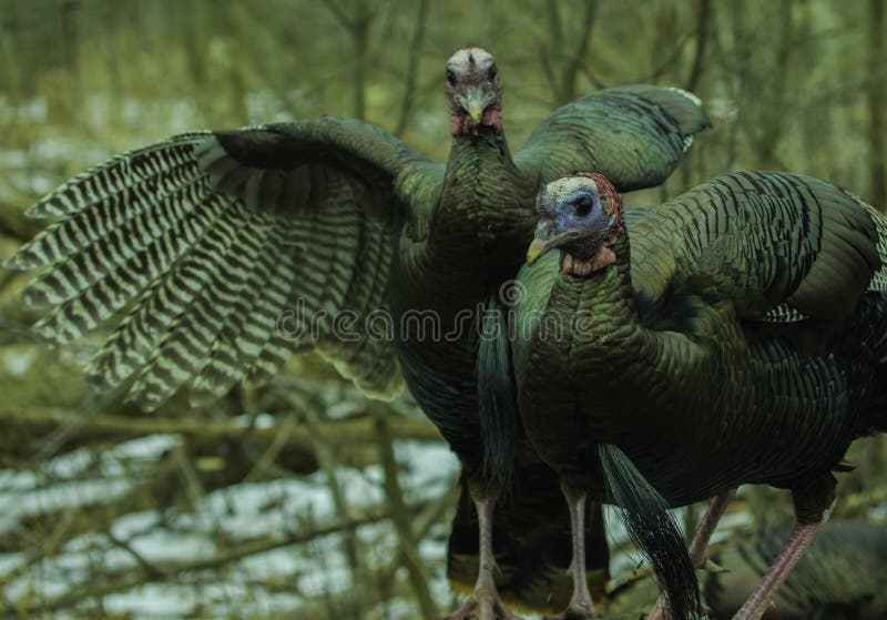 Wild Turkeys in the Woods during Winter Stock Photo - Image of display ...