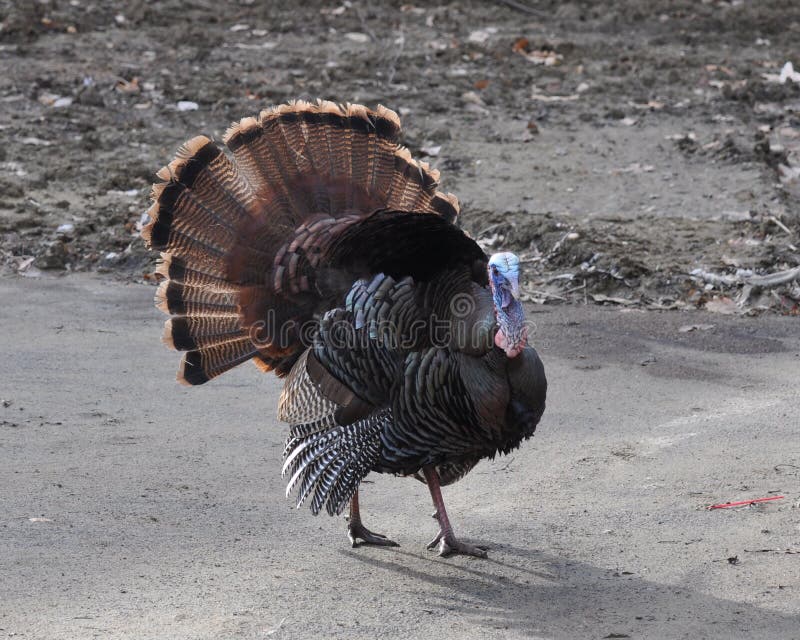 Wild Turkey Walking through Parking Lot Stock Image - Image of wildlife ...
