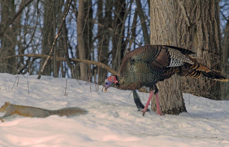 Turkey Scratching Stock Photos - Free & Royalty-Free Stock Photos from ...