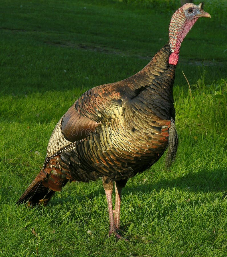 Wild Turkey 2 stock image. Image of drake, nature, outdoors - 127633