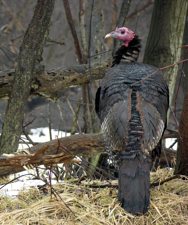 Basking Beaver stock image. Image of light, beaver, enjoying - 413209