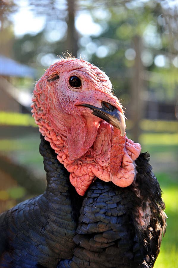 Wild Turkey stock photo. Image of portrait, animal, bird - 21019570