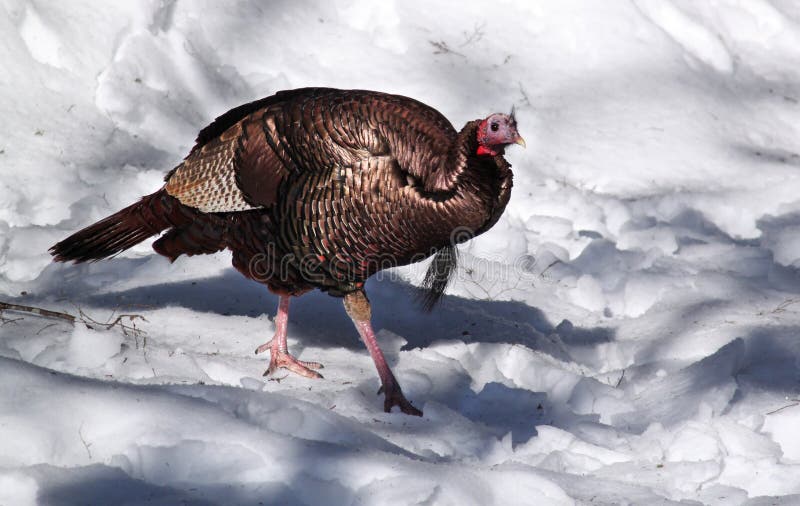 Turkeys in Snow stock image. Image of scenic, scene, snowy - 11670999