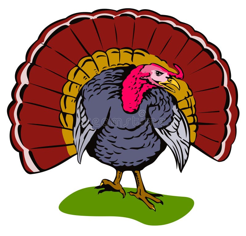 Wild turkey stock vector. Illustration of bird, white - 6966484